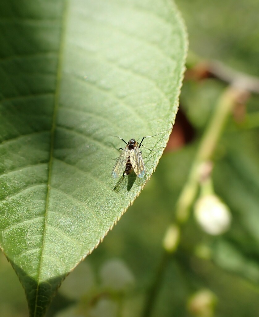 Non-biting Midges from Douglasdale, Calgary, AB T2Z, Canada on May 15 ...