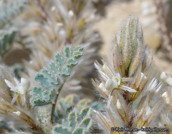 Soft prairie clover (Plants of Lake Mead National Recreation Area ...