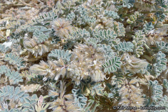 Soft prairie clover (Plants of Lake Mead National Recreation Area ...