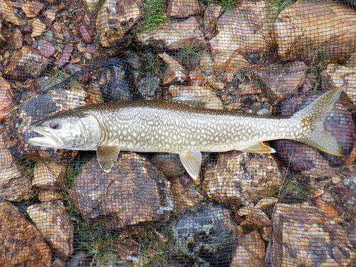 Lake Trout (Fish of Maceday & Lotus Lake) · iNaturalist