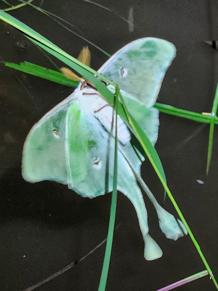 North American Luna Moth from Cedar Bluff, VA 24609, USA on July 17 ...