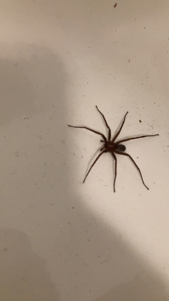 Rocky Canyon Spiders from Pine Cove on July 18, 2023 at 08:48 AM by ...