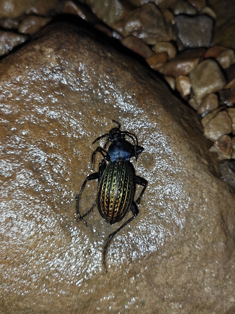Carabus davidis in July 2023 by 15721196805 · iNaturalist