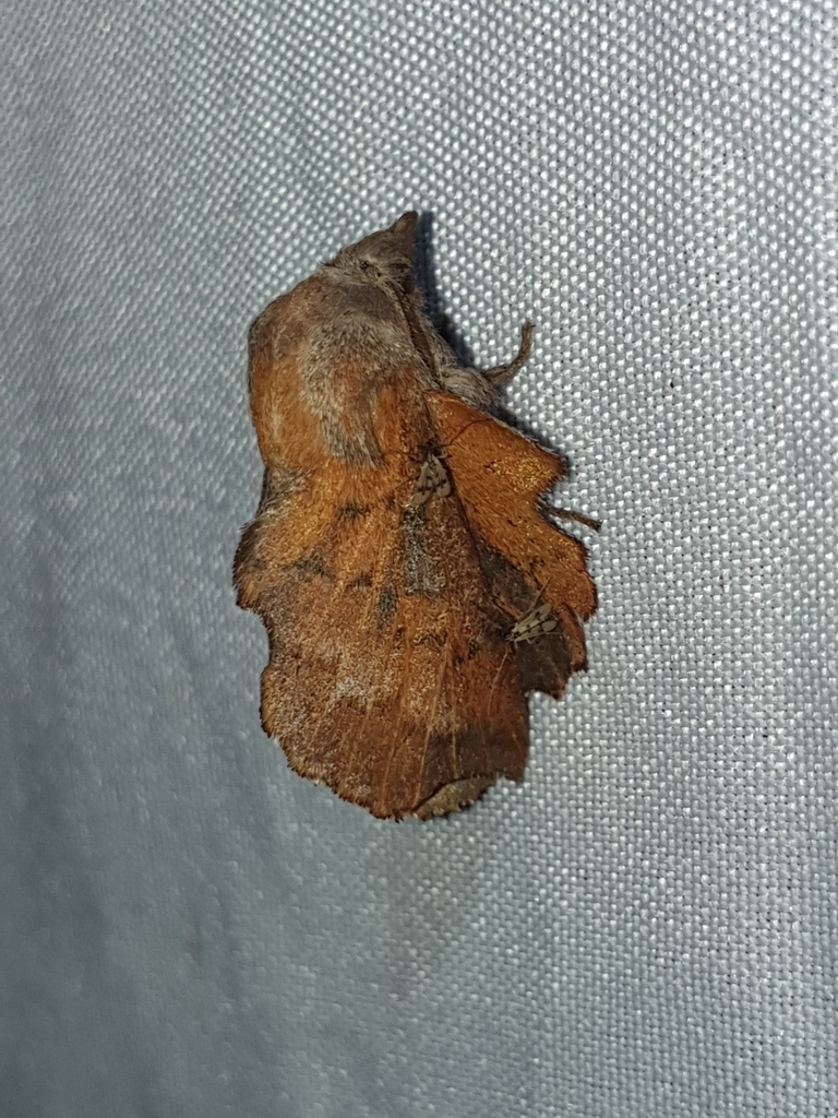 American Lappet Moth from Wadena County, US-MN, US on July 18, 2023 at ...