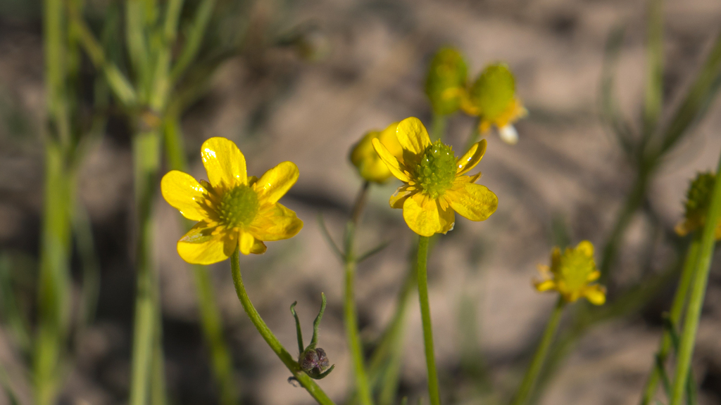 Ranunculus tanguticus from 中国青海省果洛藏族自治州玛沁县 on July 18, 2023 at 05:11 PM ...
