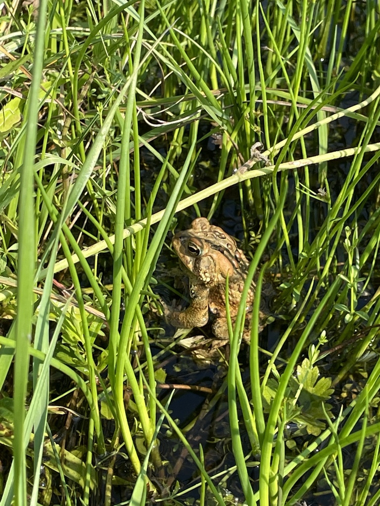 American Toad from Caspian Lake, Greensboro, VT, US on July 11, 2023 at ...