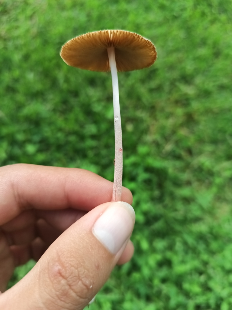 Bolbitius from Las Agujas, San Juan de Ocotán, Jal., México on July 18 ...