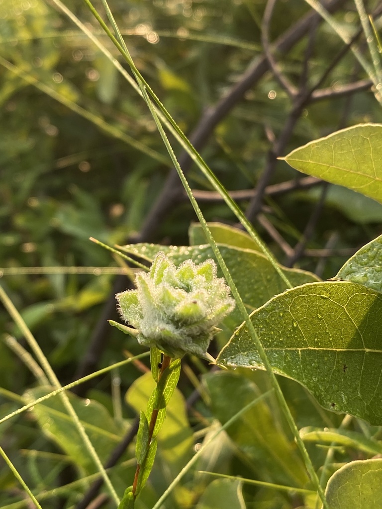 Eastern Silver Aster from Colquitt, GA, US on July 18, 2023 at 08:47 AM ...