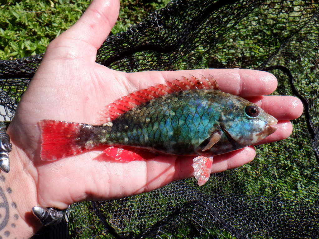 Redband Parrotfish from Miami-Dade County, FL, USA on November 7, 2021 ...