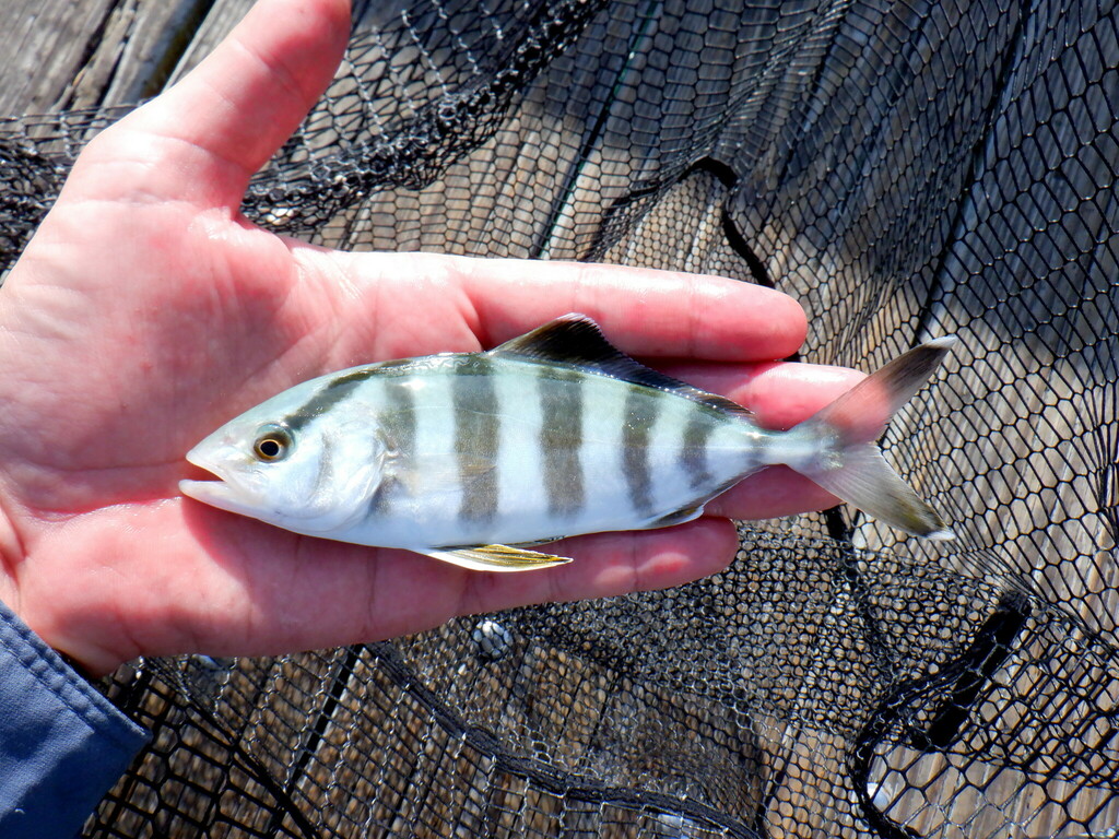Banded Rudderfish from Bay County, FL, USA on May 24, 2022 at 06:08 PM ...