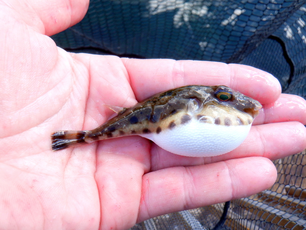 Bandtail Puffer from Pompano Beach, FL, USA on November 3, 2021 at 10: ...