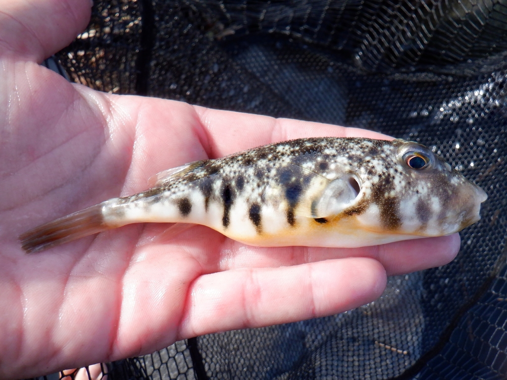 Northern Puffer from Barnegat Light, NJ, USA on September 23, 2021 at ...