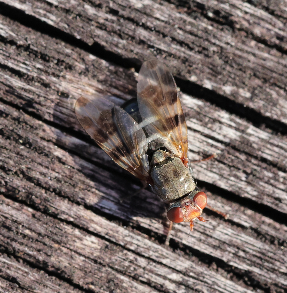 Ceroxys hortulana from Oudalle, France on July 18, 2023 at 06:25 PM by ...