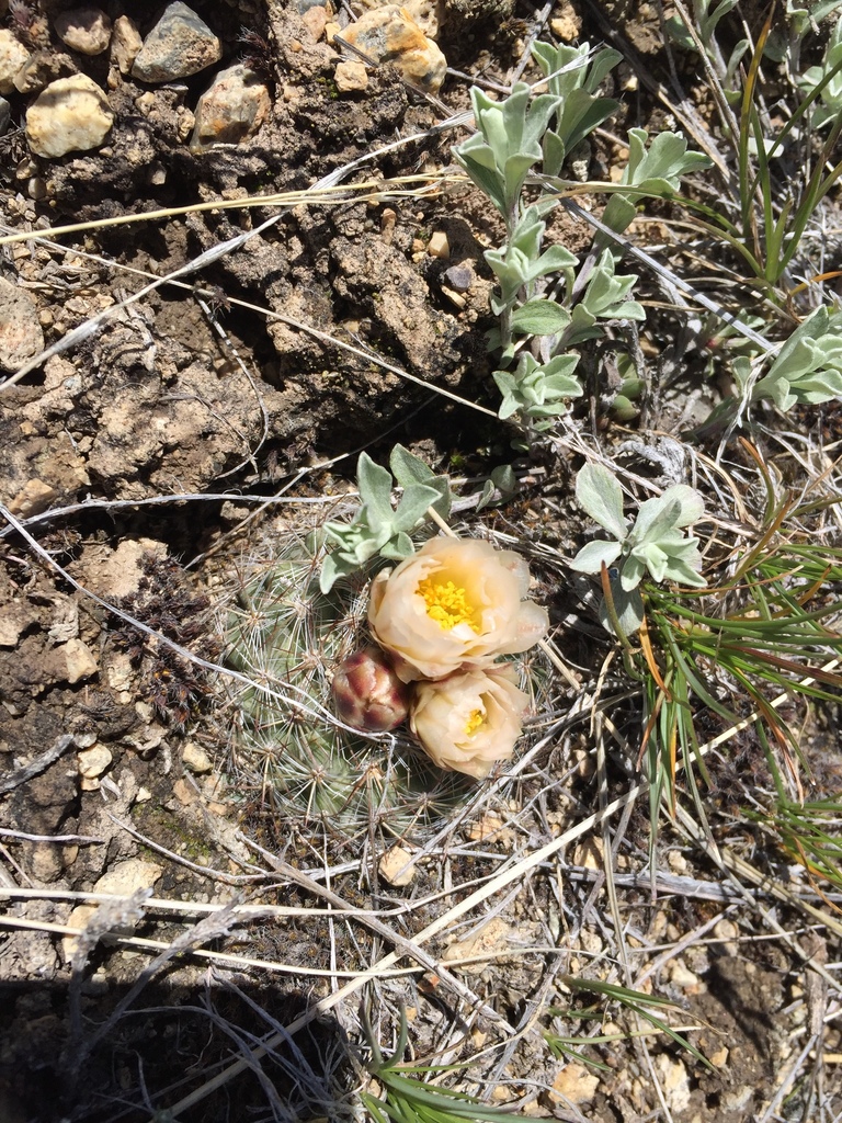 Mountain Ball Cactus from 59725, Dillon, MT, US on May 25, 2016 at 12: ...