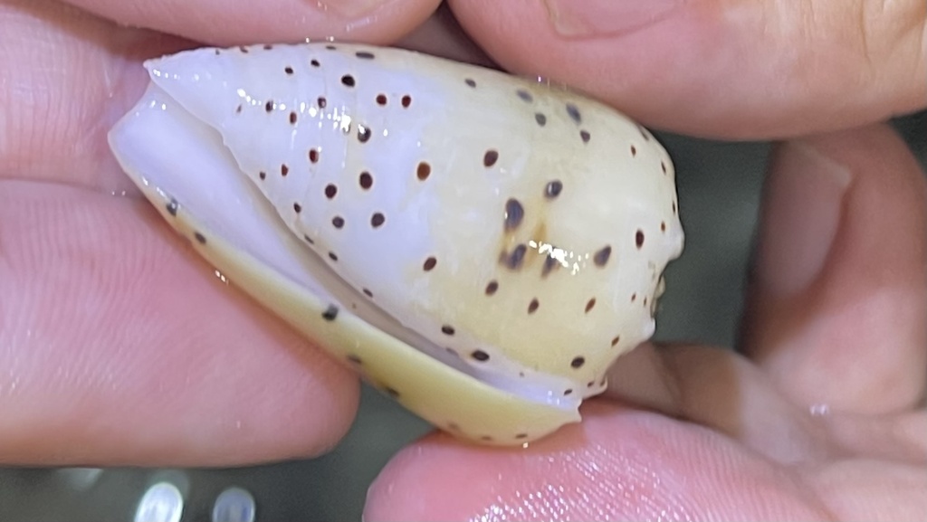 Flea-bitten Cone from Indian Ocean, IO on July 18, 2023 at 09:29 PM by ...
