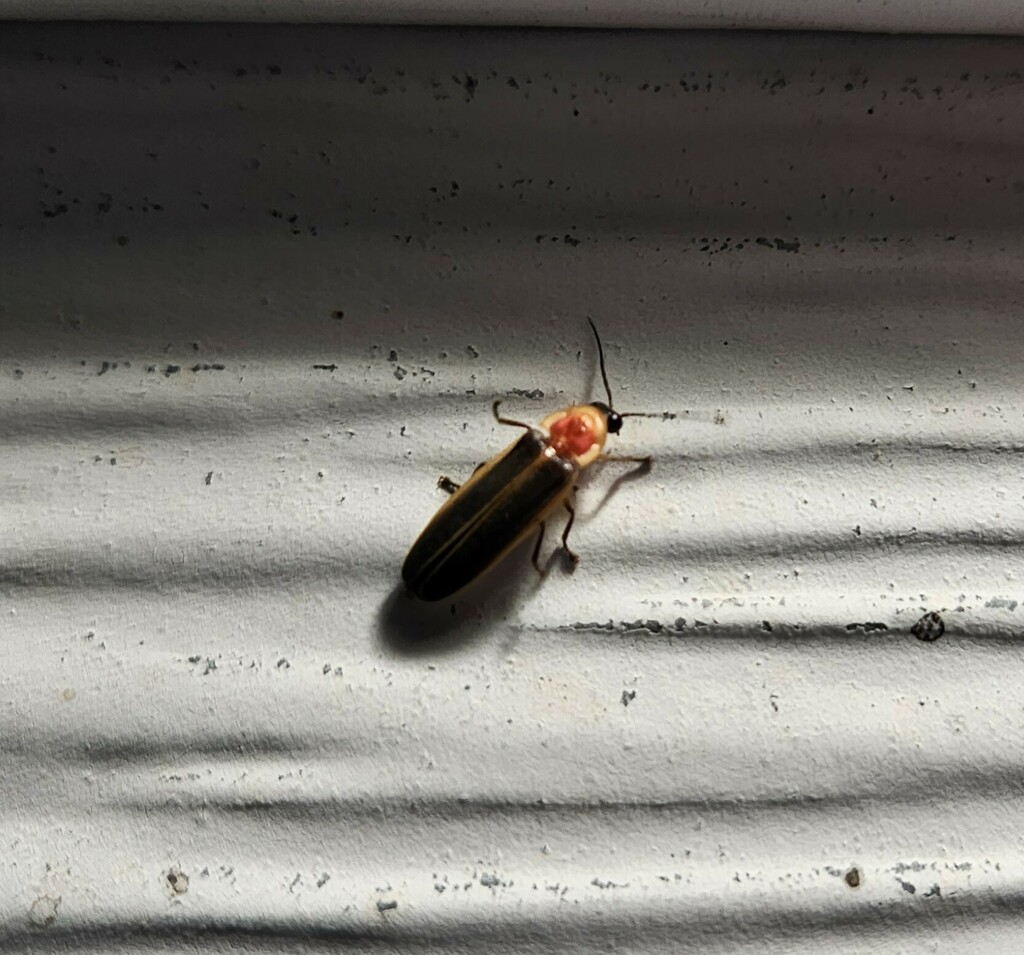 Common Eastern Firefly in July 2023 by jencorman · iNaturalist