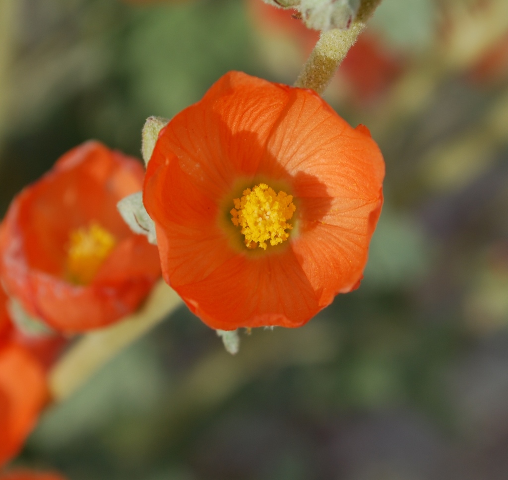 Desert Mallow (Plants of Lake Mead National Recreation Area) · iNaturalist