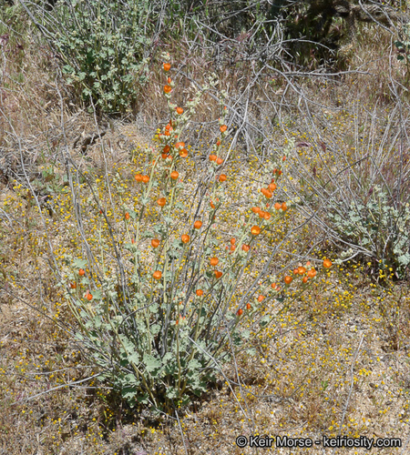 Desert Mallow (Plants of Lake Mead National Recreation Area) · iNaturalist