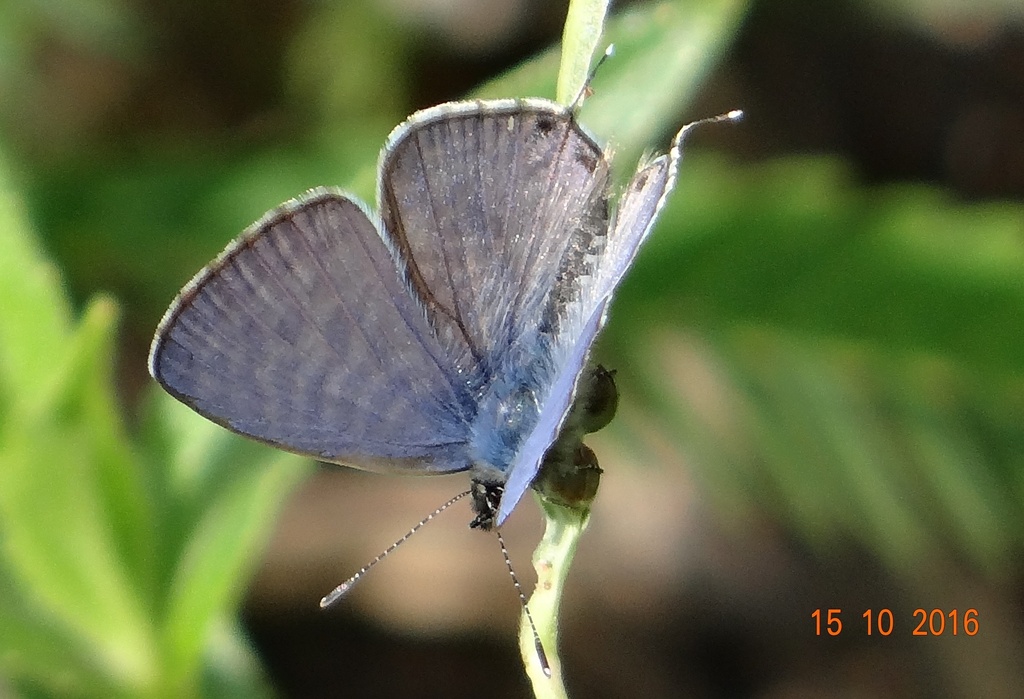 Common Blue Complex from Richards Bay, South Africa on October 15, 2016 ...