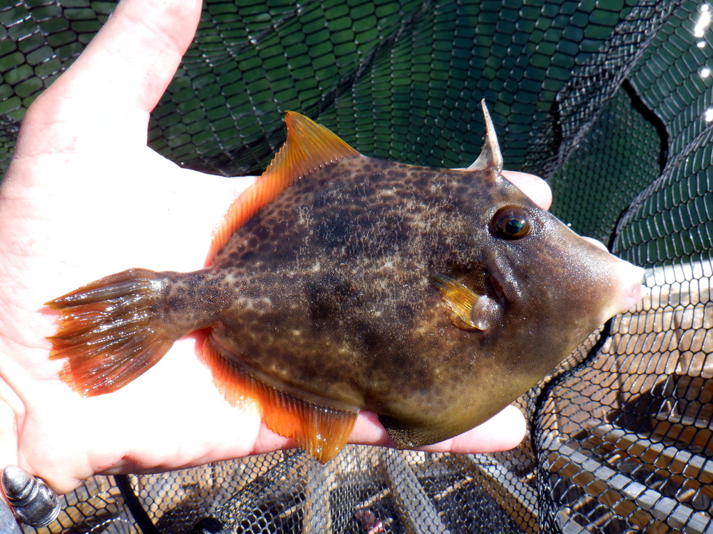 Planehead filefish from Pompano Beach, FL, USA on November 3, 2021 at ...