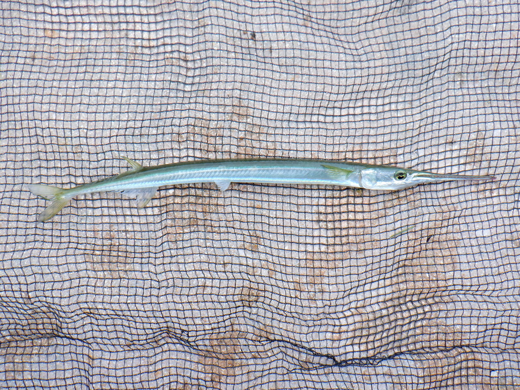Atlantic Needlefish from Boca Raton, FL, USA on November 4, 2021 at 12: ...