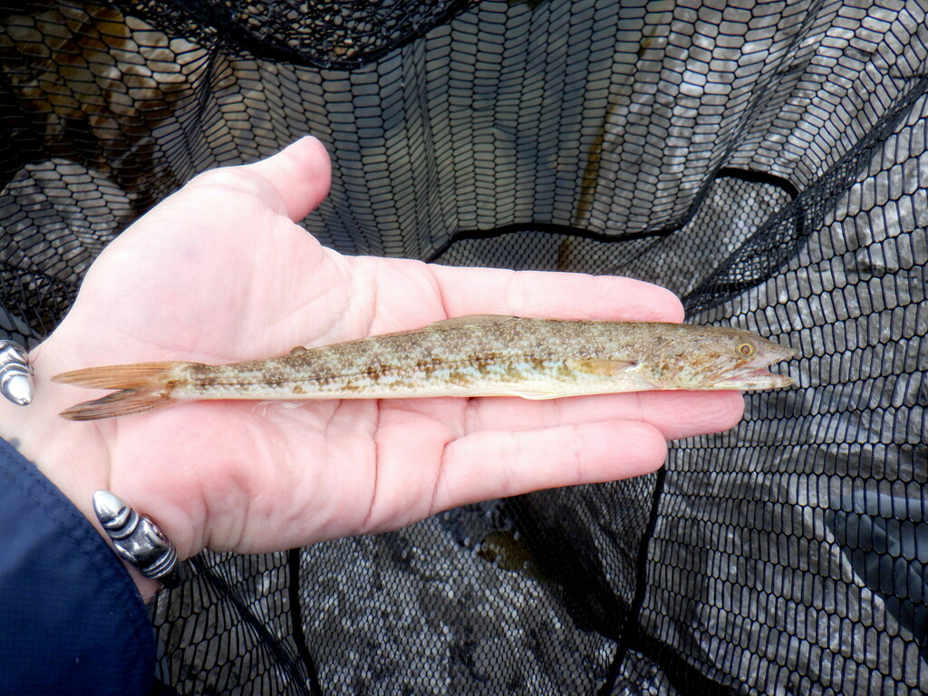 Inshore Lizardfish from Lower Grand Lagoon, FL 32408, USA on May 22 ...