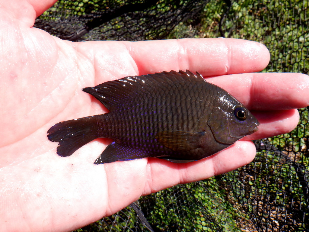 Longfin Damselfish from Miami-Dade County, FL, USA on November 7, 2021 ...