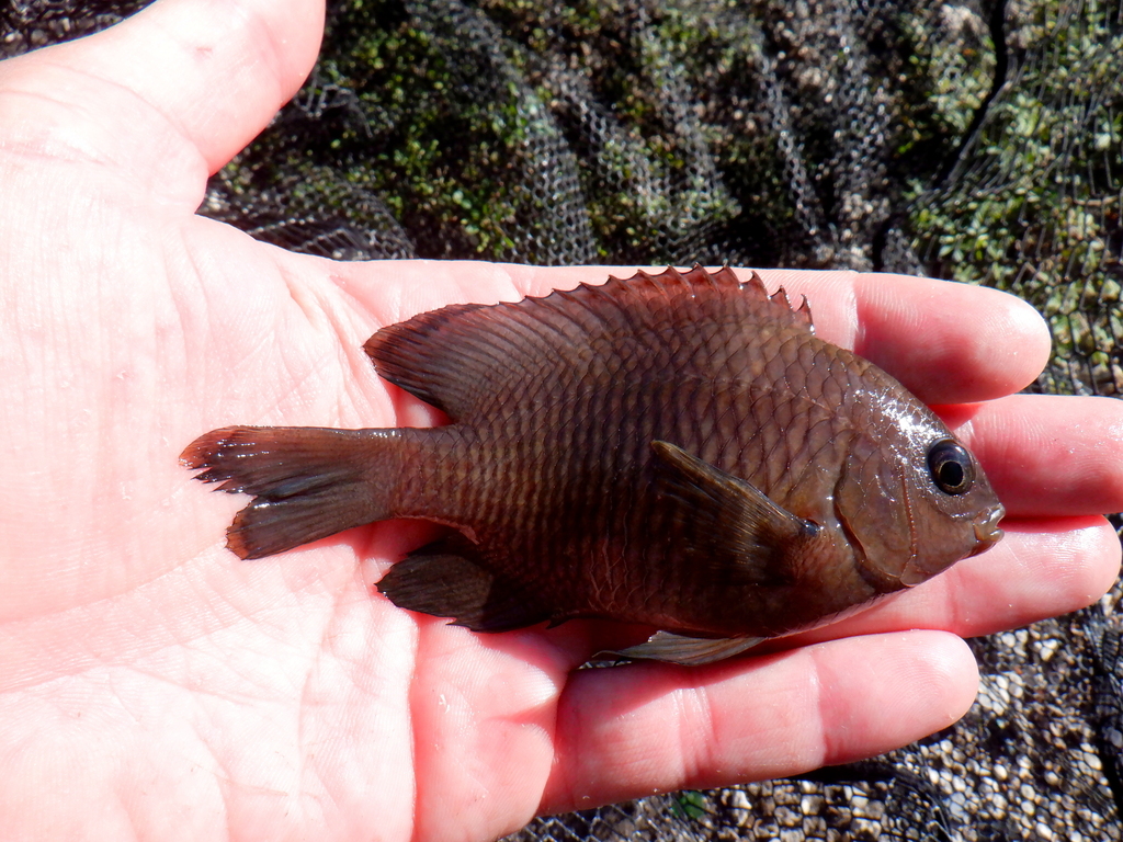Dusky Damselfish from Miami-Dade County, FL, USA on November 7, 2021 at ...