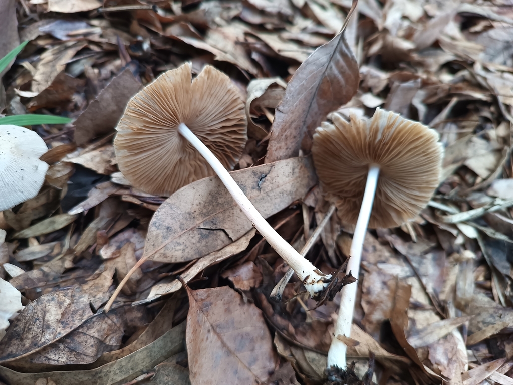 Bolbitius from Las Agujas, San Juan de Ocotán, Jal., México on July 18 ...