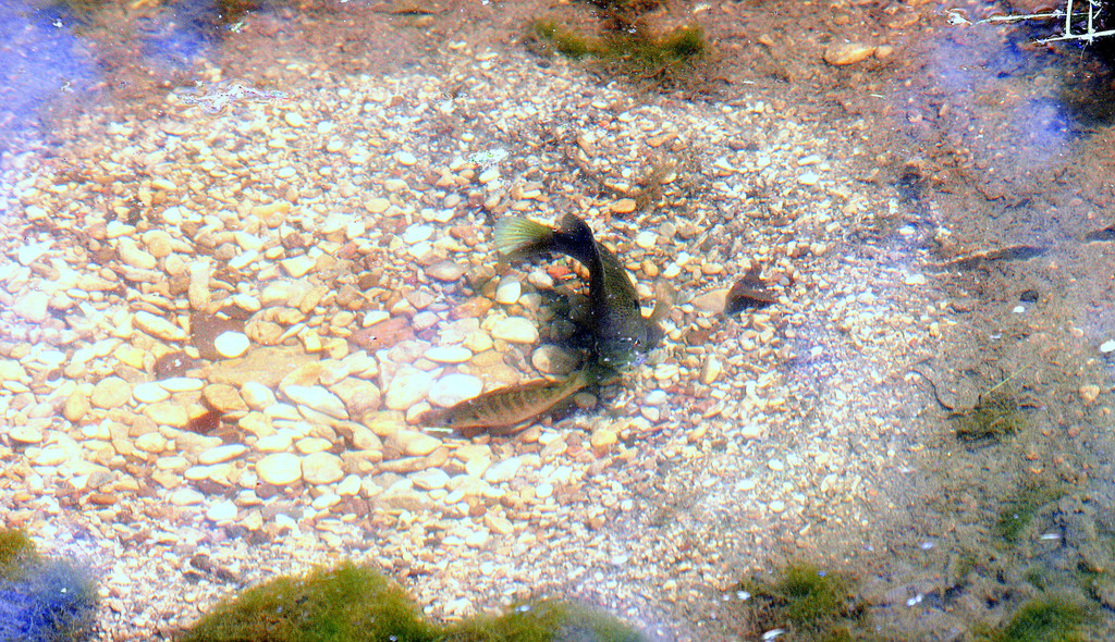 Bluegill from Dallas, TX, USA fish part of reinhart on July 24, 2019 at ...