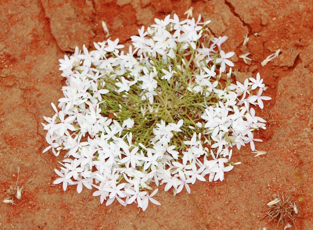 Carpet-of-snow from Ethabuka Station, Birdsville QLD, 4482, Australia ...