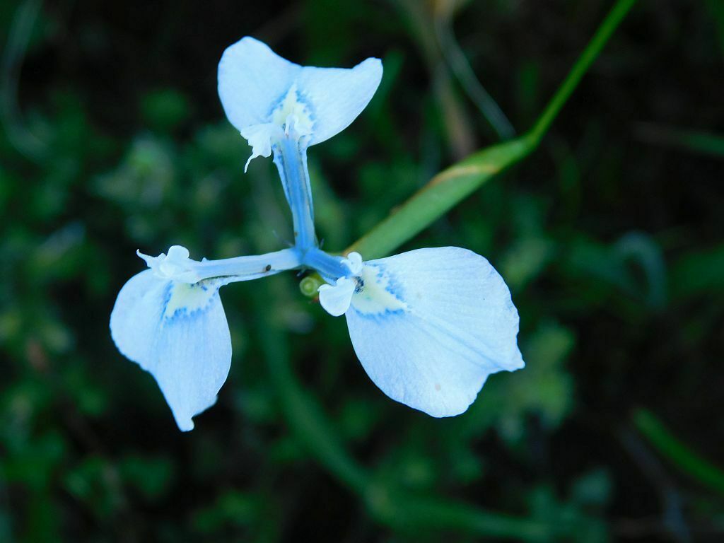Blue Uintjie from Loerkop Greyton, 7233, South Africaa on July 17, 2023 ...