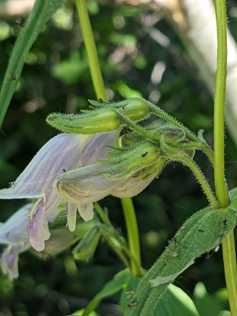 Whipple's penstemon from Alta, UT 84092, USA on July 15, 2023 at 12:23 ...