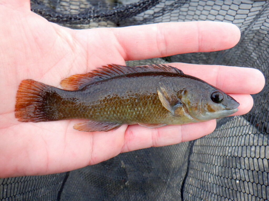 Cunner from Barnegat Light, NJ, USA on September 23, 2021 at 07:54 AM ...