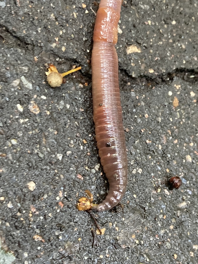 Common Earthworm from Лосиный остров, Москва, Москва, RU on July 18 ...