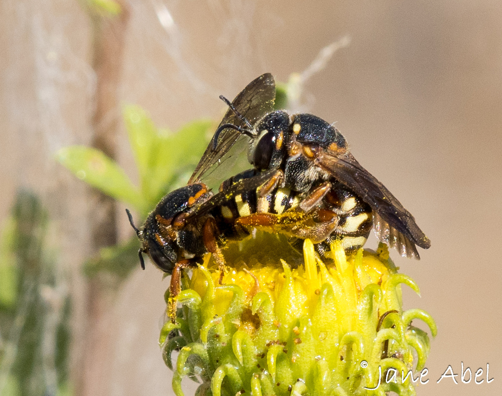 Curved Pebble Bee from Richland, WA, USA on July 17, 2023 at 10:10 AM ...