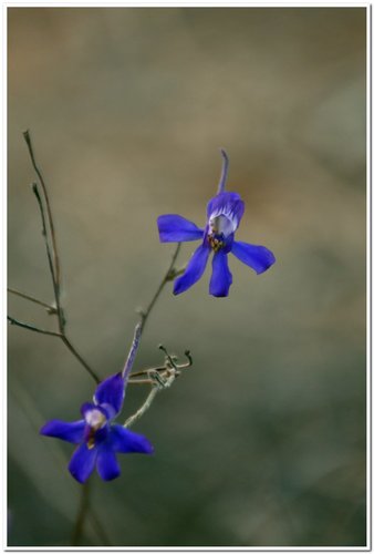 Consolida divaricata · iNaturalist