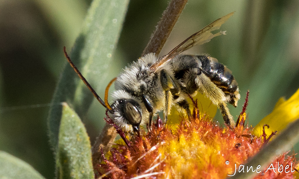 Agile Long-horned Bee from Richland, WA, USA on July 14, 2023 at 08:52 ...