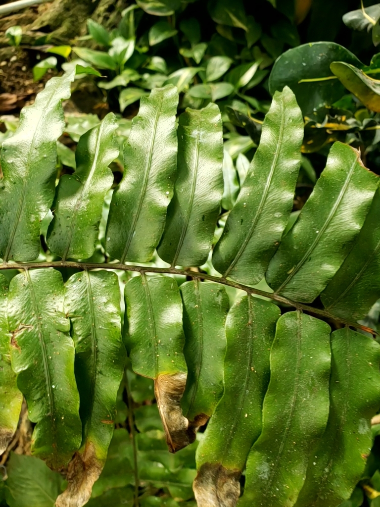 Broad Sword Fern from Unnamed Road, Centro, 77710 Playa del Carmen, Q.R ...