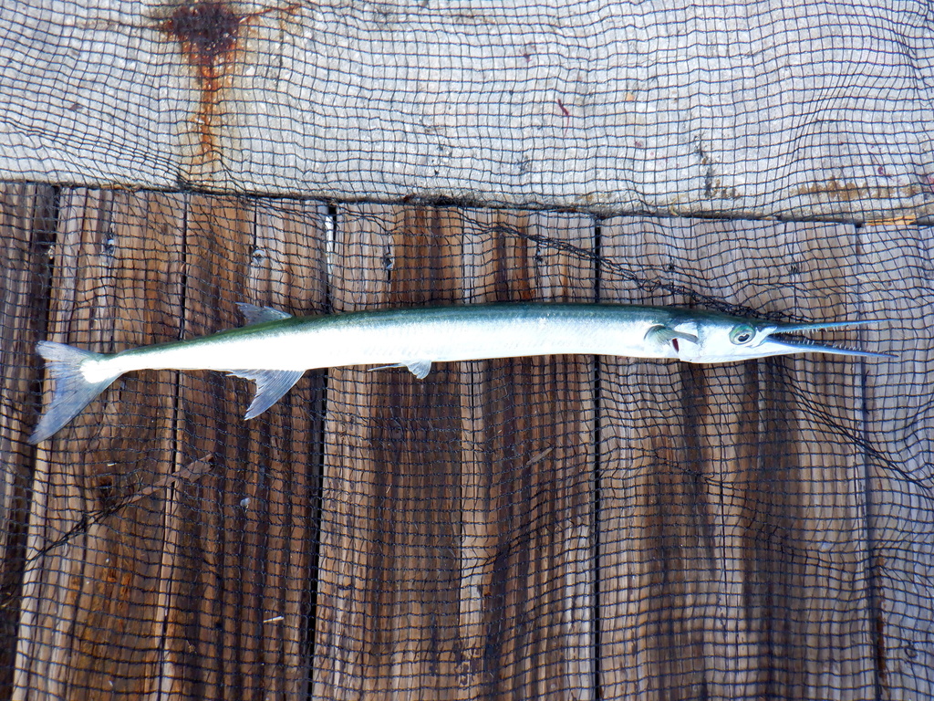 Houndfish from Broward County, US-FL, US on November 3, 2021 at 10:47 ...