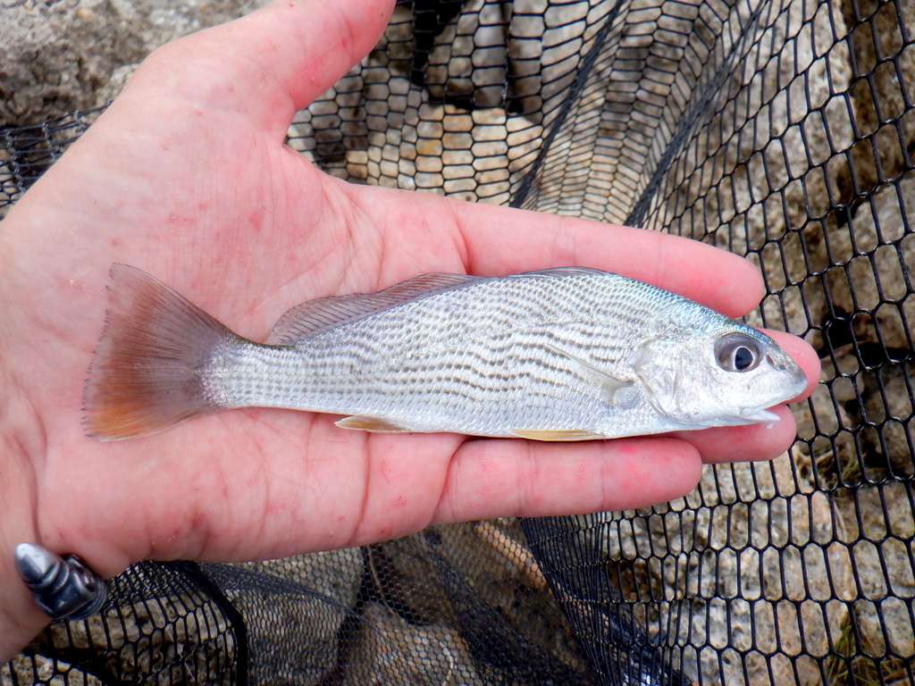 Sand Drum from Boca Raton, FL, USA on November 4, 2021 at 03:38 PM by ...