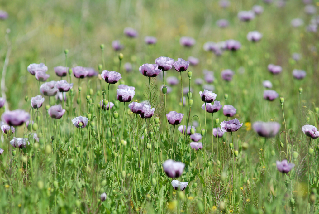 opium poppy from 66740 Montesquieu-des-Albères, France on April 09 ...