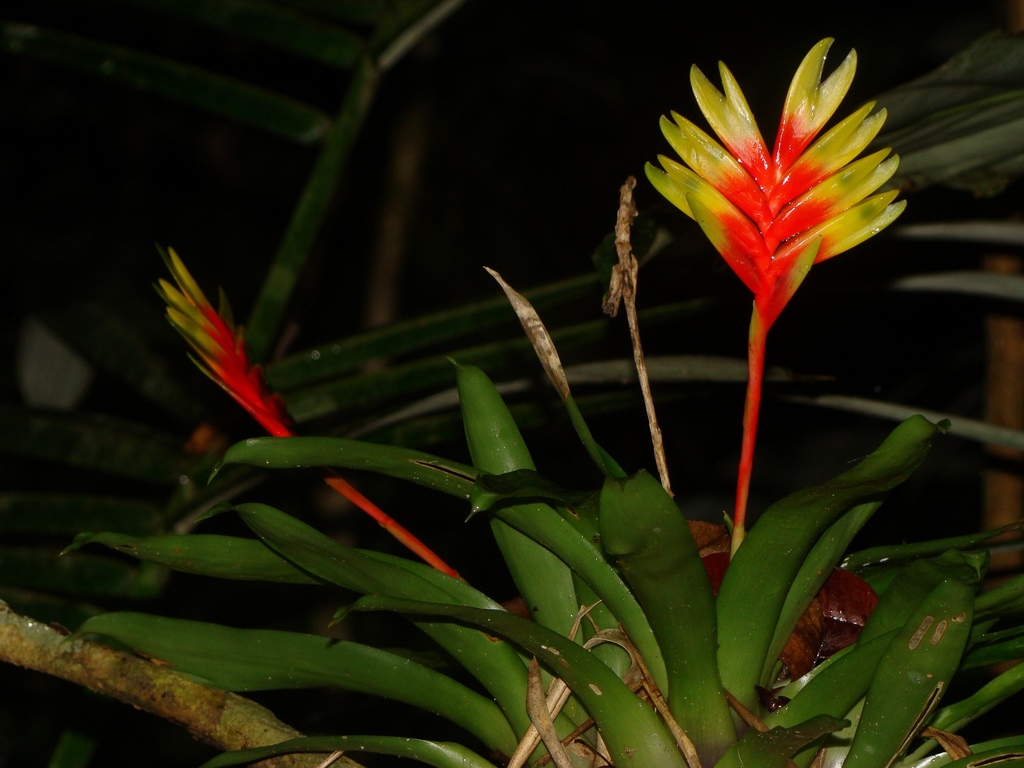 Vriesea carinata (Bromélias nativas de Santa Catarina, Brasil ...