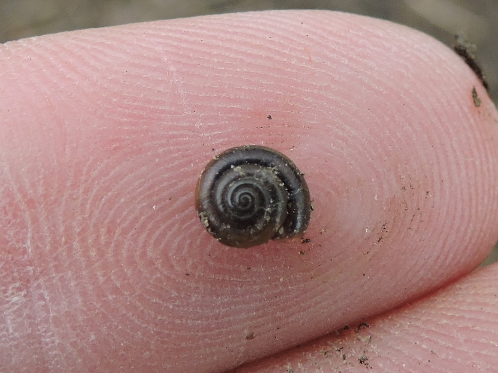 dot-snails-from-weatherford-lake-on-february-14-2016-by-sam-kieschnick