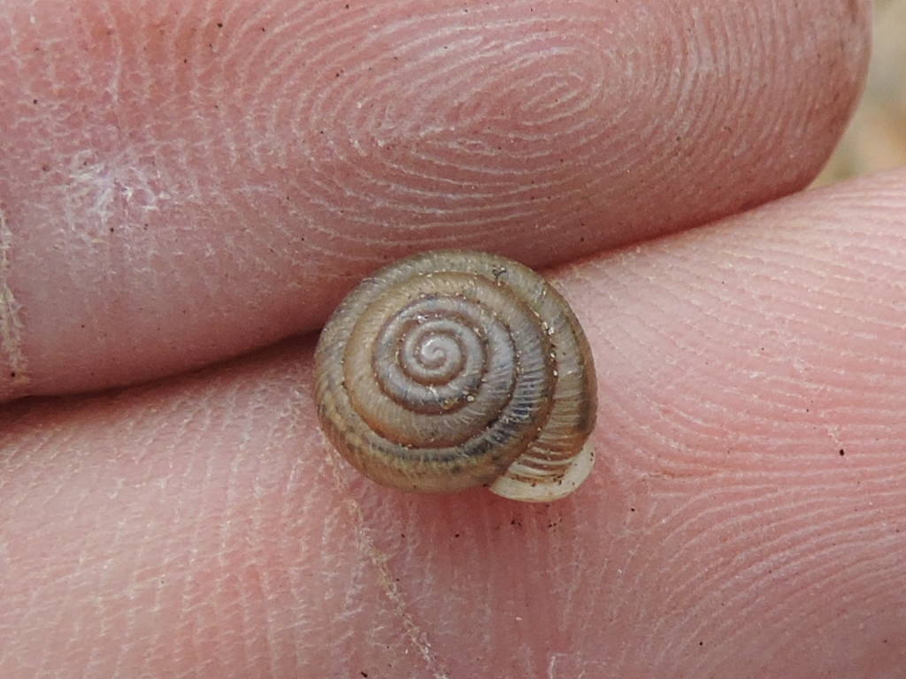 texas liptooth (Terrestrial Mollusks of Alabama) · iNaturalist
