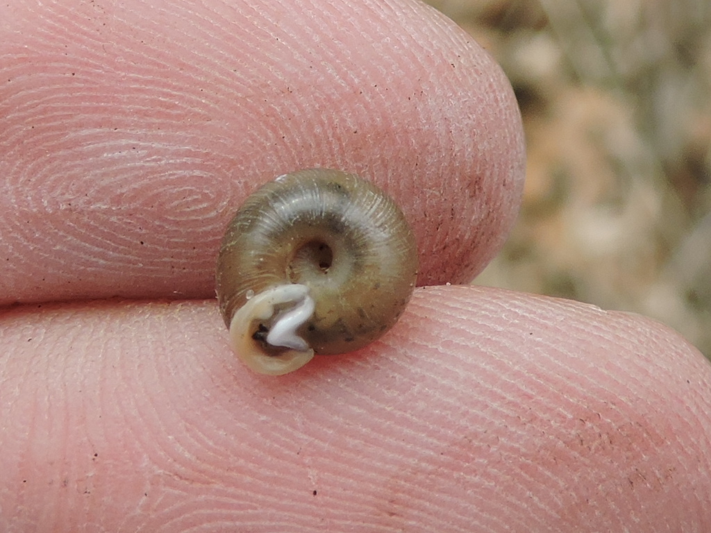 texas liptooth (Terrestrial Mollusks of Alabama) · iNaturalist