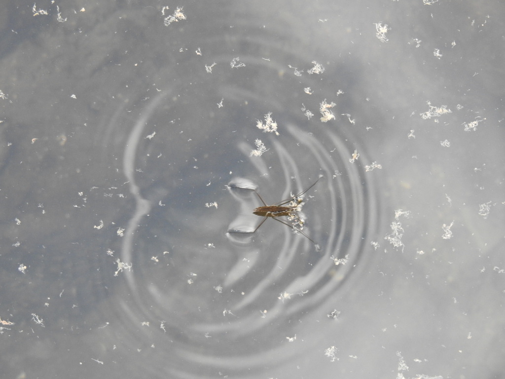 Common Water Strider from Clatsop County, OR, USA on May 27, 2023 at 01 ...