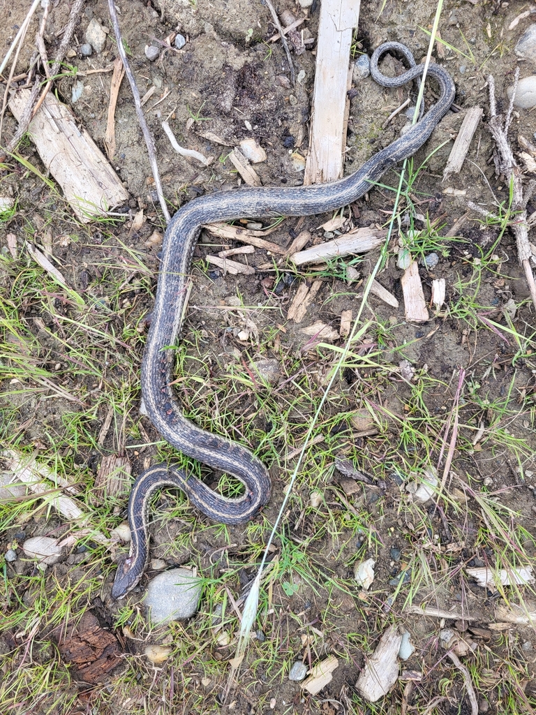 Garter Snakes in July 2023 by Mark Conboy · iNaturalist