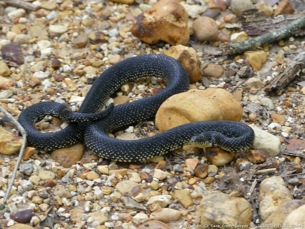 Black Kingsnake from Cane Creek Canyon, Colbert County, AL, USA on July ...