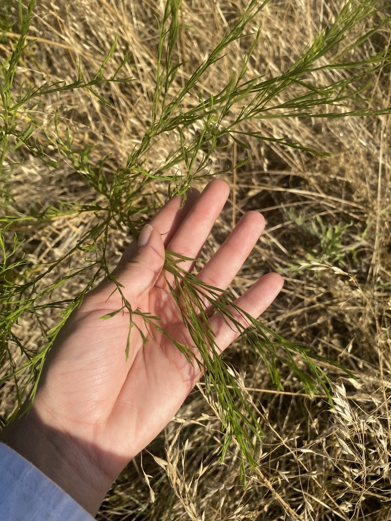 prairie broomweed from Crowley, TX, US on July 18, 2023 at 09:10 AM by ...